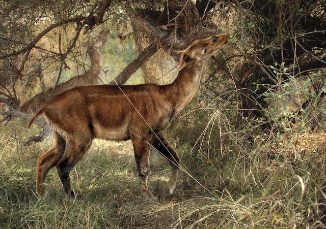 The Magic cafe: Исчезнувшая Южная Америка Велизара Симеоновски. Часть I ...