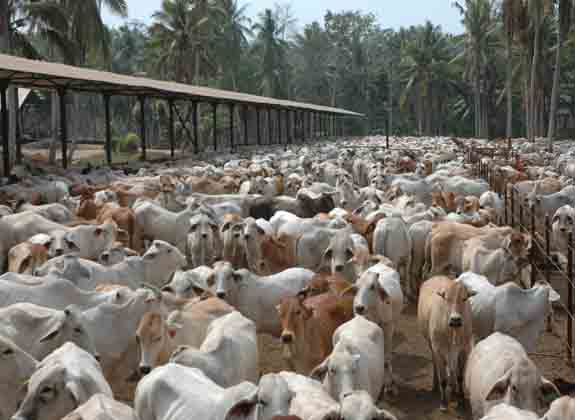 Harga Pedet Sapi Impor Jenis Brahman Cross Asal Australia 2017 | 1001 ...
