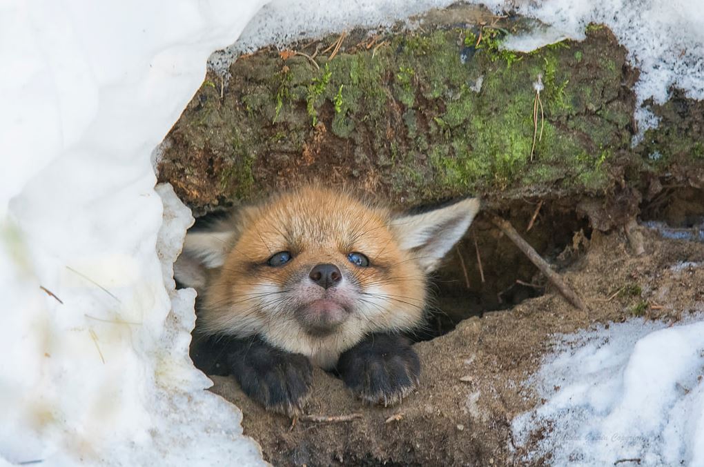 Funny animals of the week - 5 August 2016 (40 pics) | Amazing Creatures