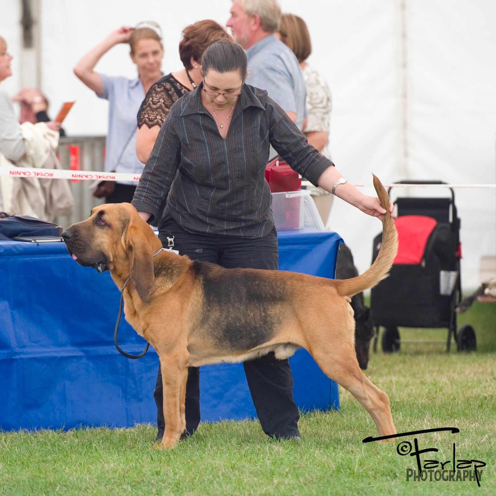 Houndseeker Bloodhounds: Porter Best Dog at Paignton