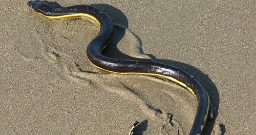 Il serpente più velenoso del mondo arriva in California