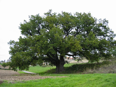INRAA VEILLE SCIENTIFIQUE: Le génome du chêne décrypté