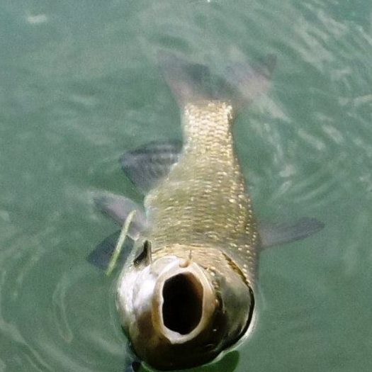 PescaePesca: Pesca al Cavedano