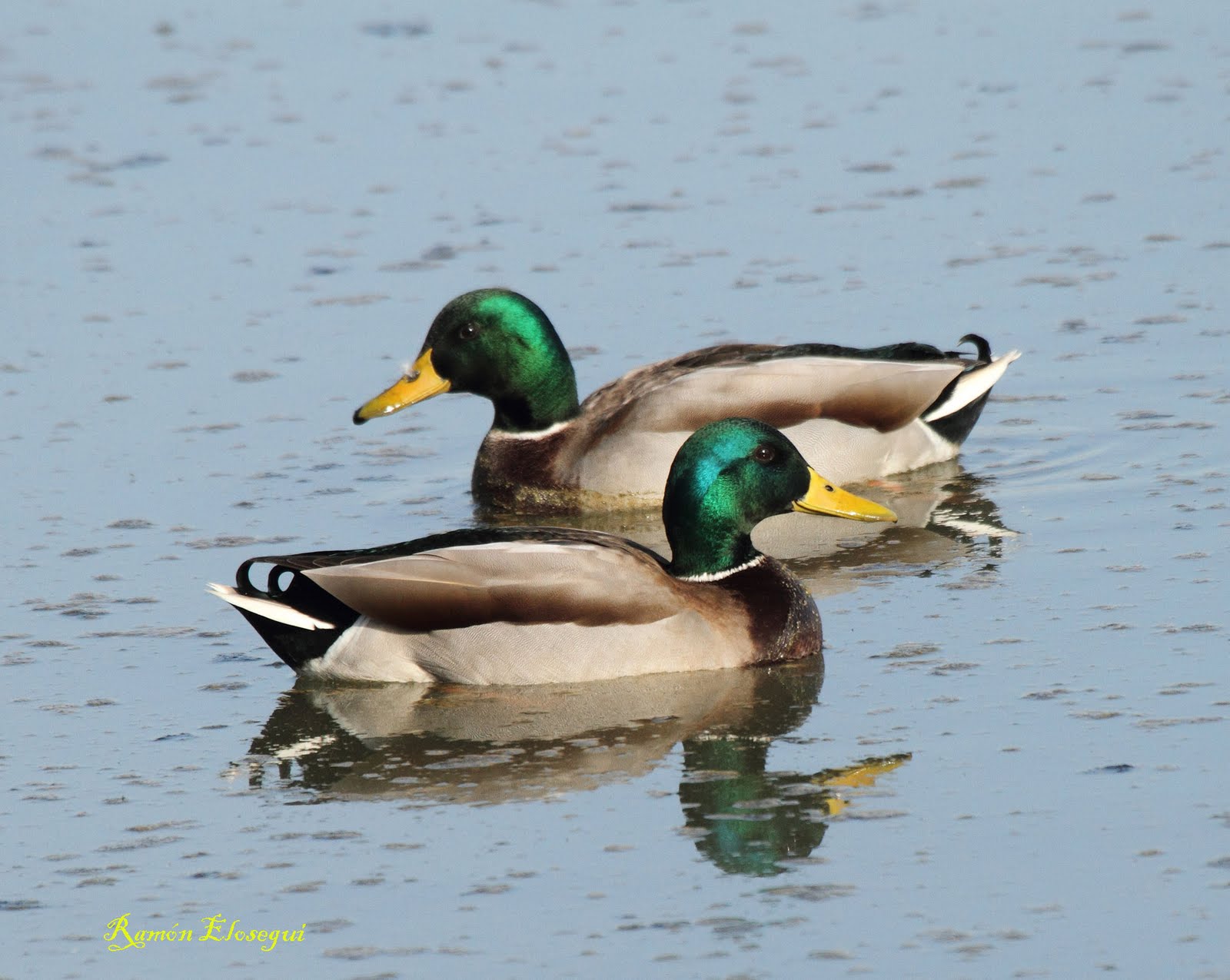 HEGAZTIKLIK: ANADE AZULON (Anas platyrhynchos)