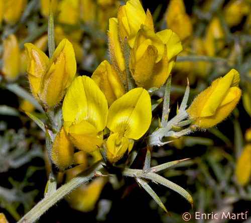 Leguminosae: Ulex parviflorus subsp rivasgodayanus - Flores Silvestres ...