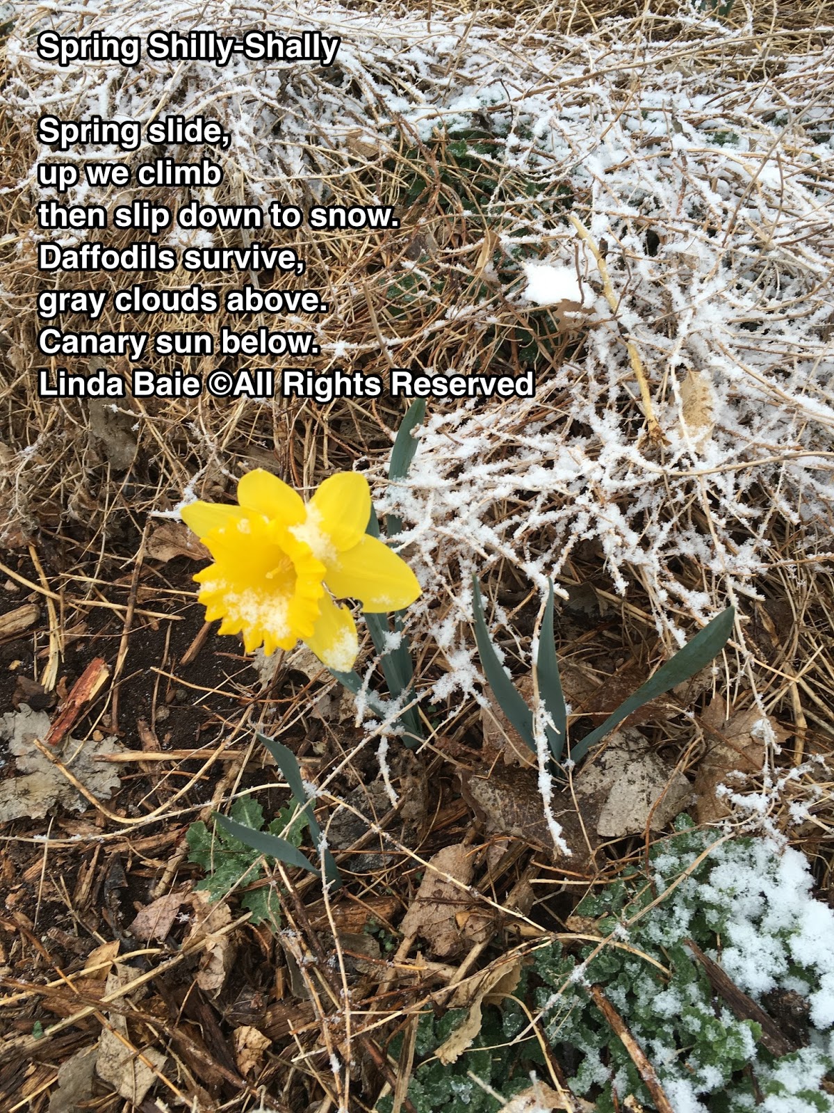 TeacherDance: #SOL-18/31 & Poetry Friday Mixed Up Weather