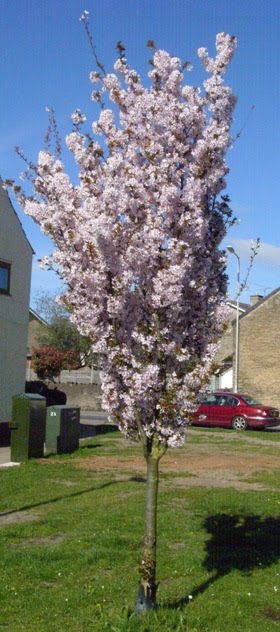 Michael Peverett: Prunus 'Spire'