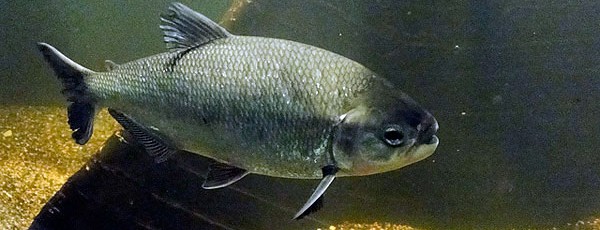 MATRINCHÃ OU PIABANHA (Brycon sp.)