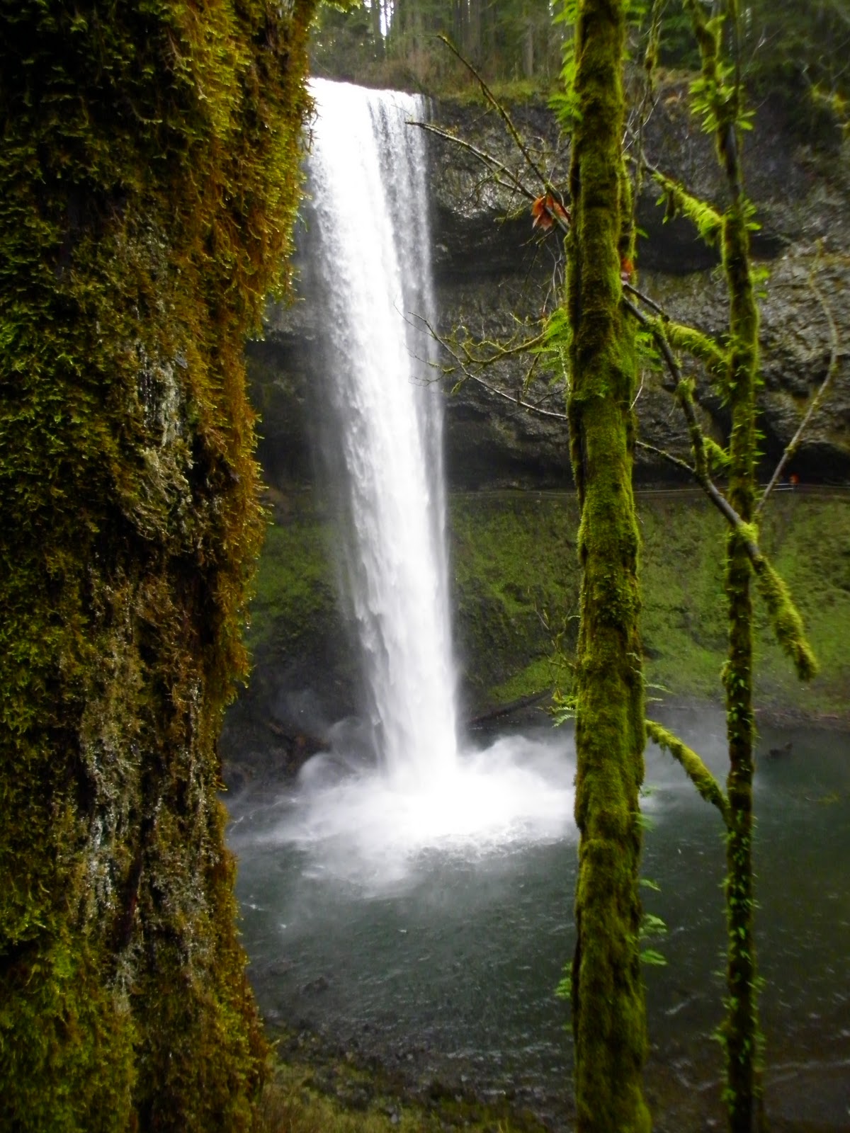 Black Watch Sasquatch: Silver Falls State Park - Silverton, Oregon