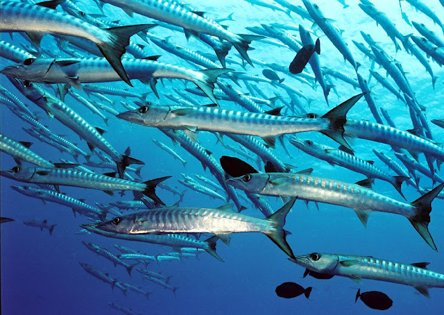 Barracuda | The Biggest Animals Kingdom