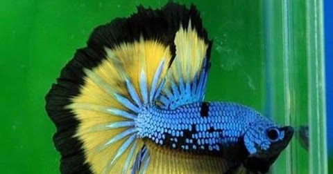 Jenis - jenis Ikan Laga ( Betta Fish )