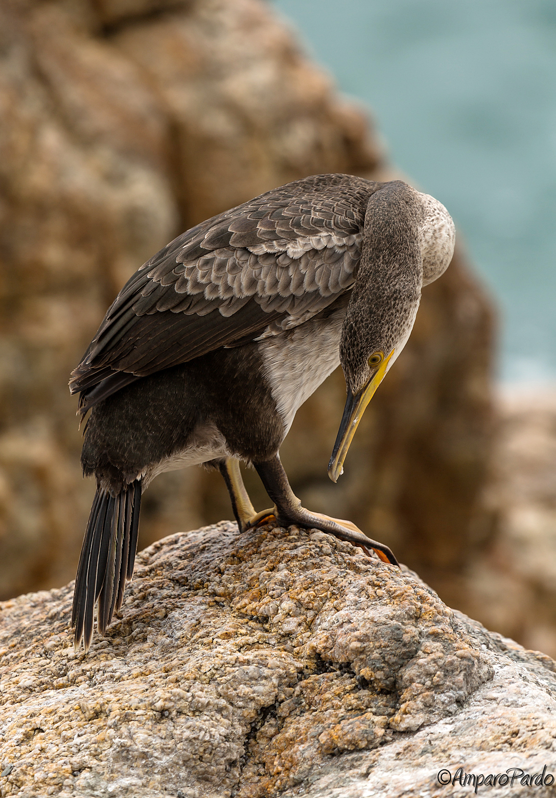 APRENDIENDO: CORMORANES