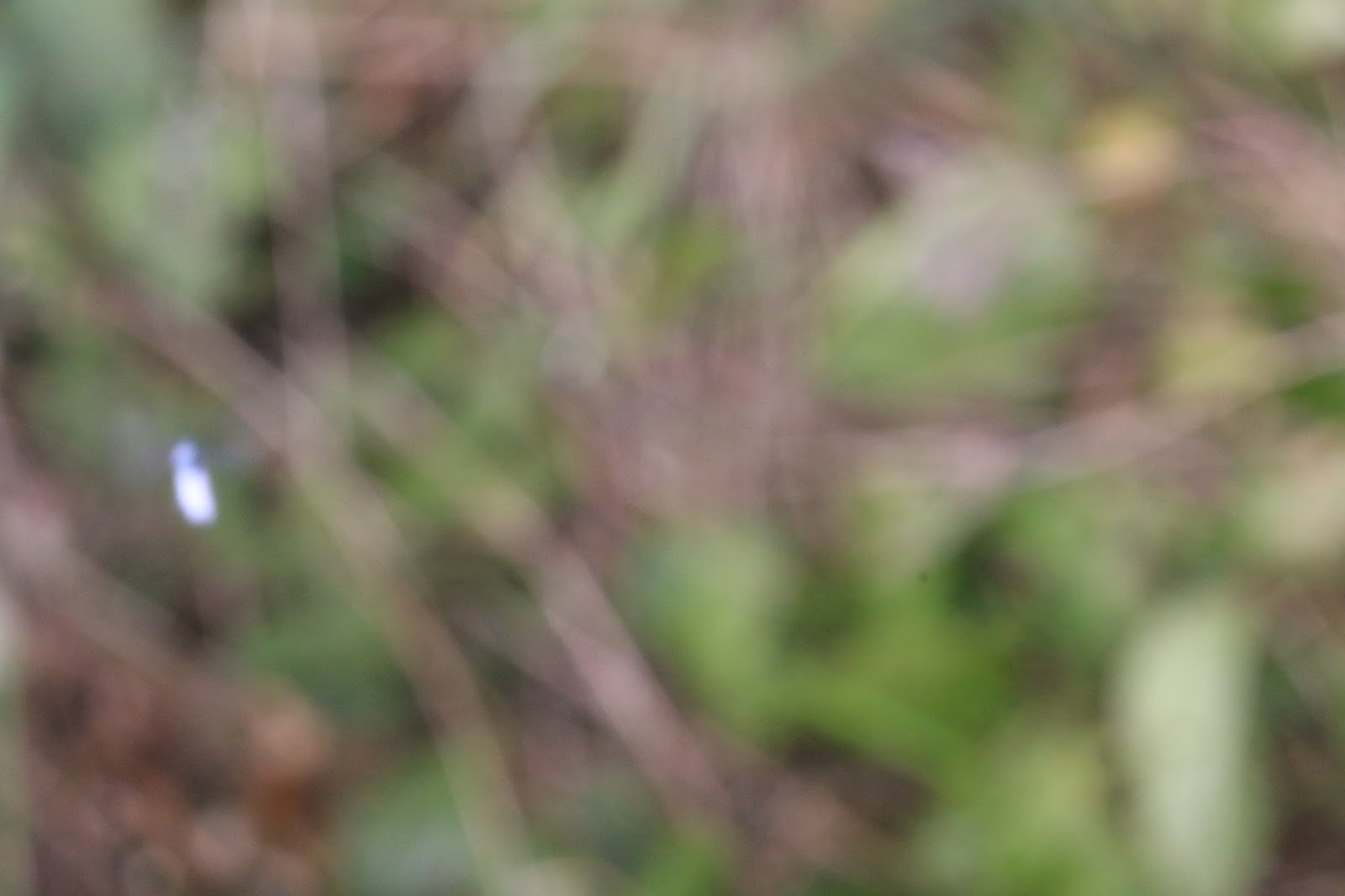 Insectes d'Alsace: Phyllaphis fagi - Puceron laineux du hêtre