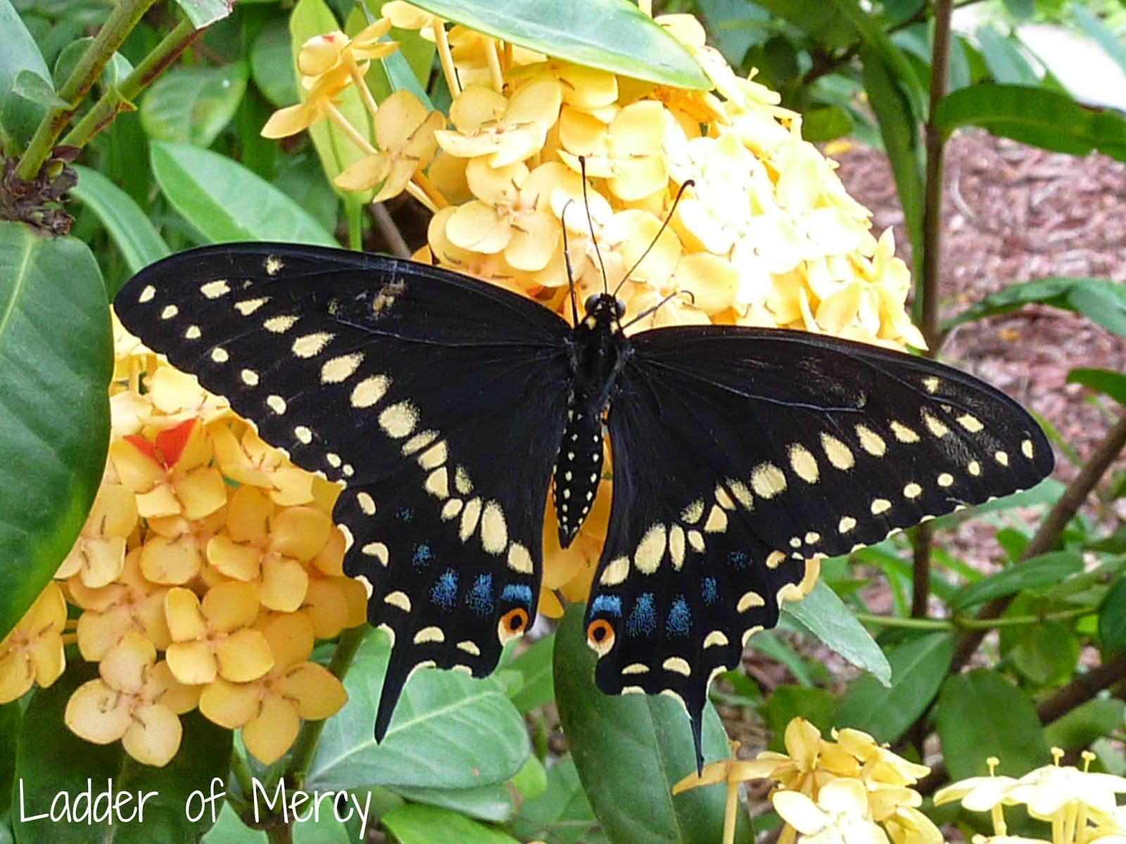 Ladder Of Mercy Our Black Swallowtail Butterflies A Timeline Of Their Life Cycle ladder-of-mercy-our-black-swallowtail-butterflies-a-timeline-of-their-life-cycle