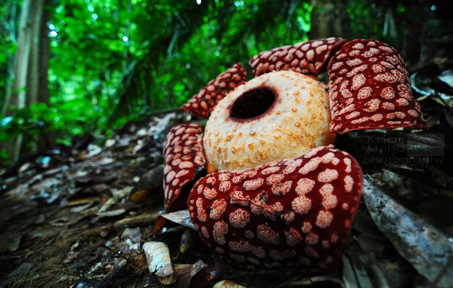 KEINDAHAN ALAM SEMULAJADI: Hutan Royal Belum Grik Perak