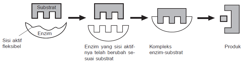 Peran Enzim dalam Metabolisme | All About Biology