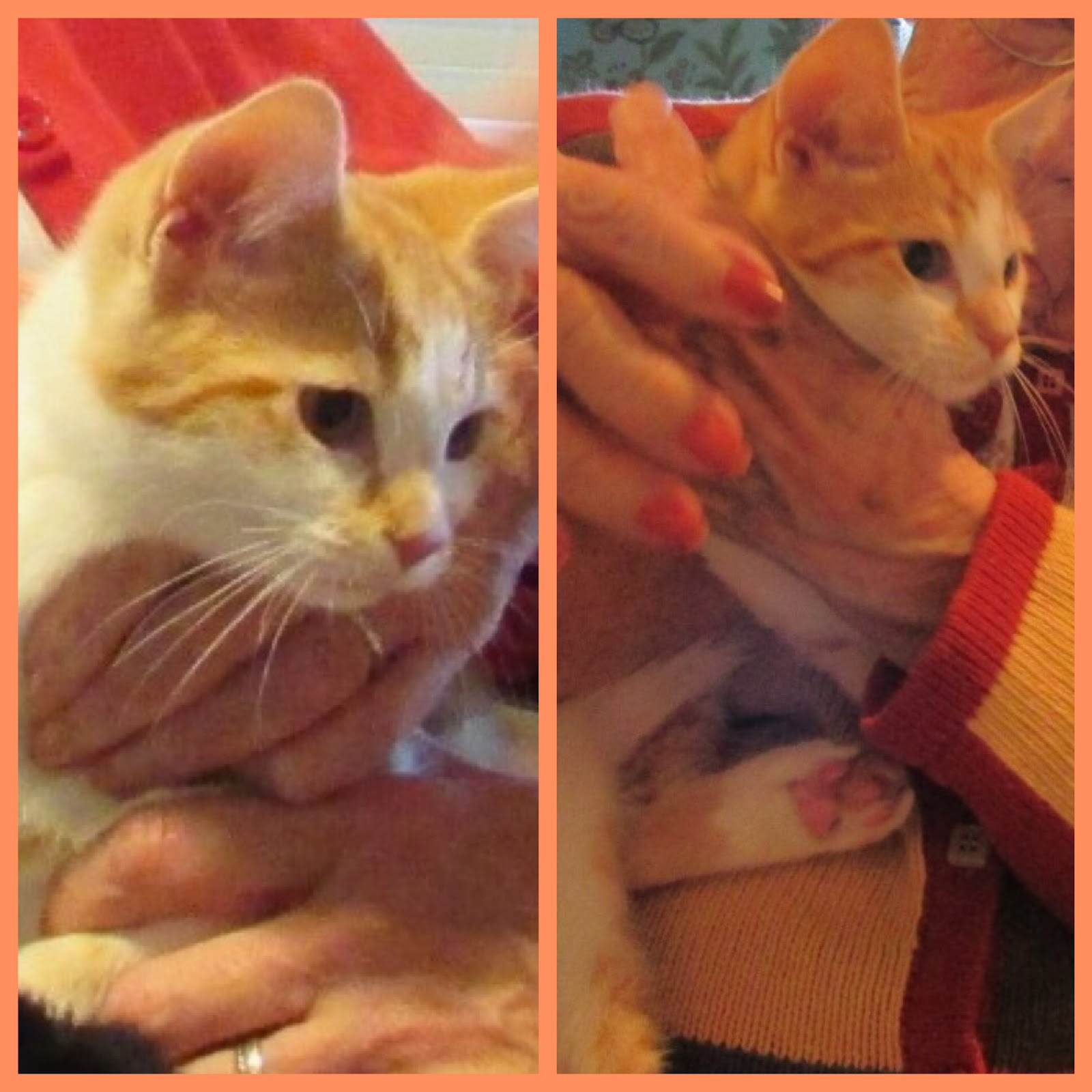 Juniper Village at Brookline Rehab and Skilled Care: PAWS for People