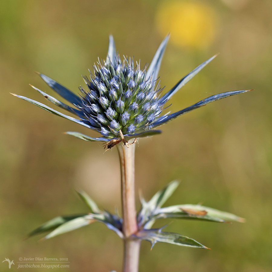 Bichos y plantas de León: Cardo azul