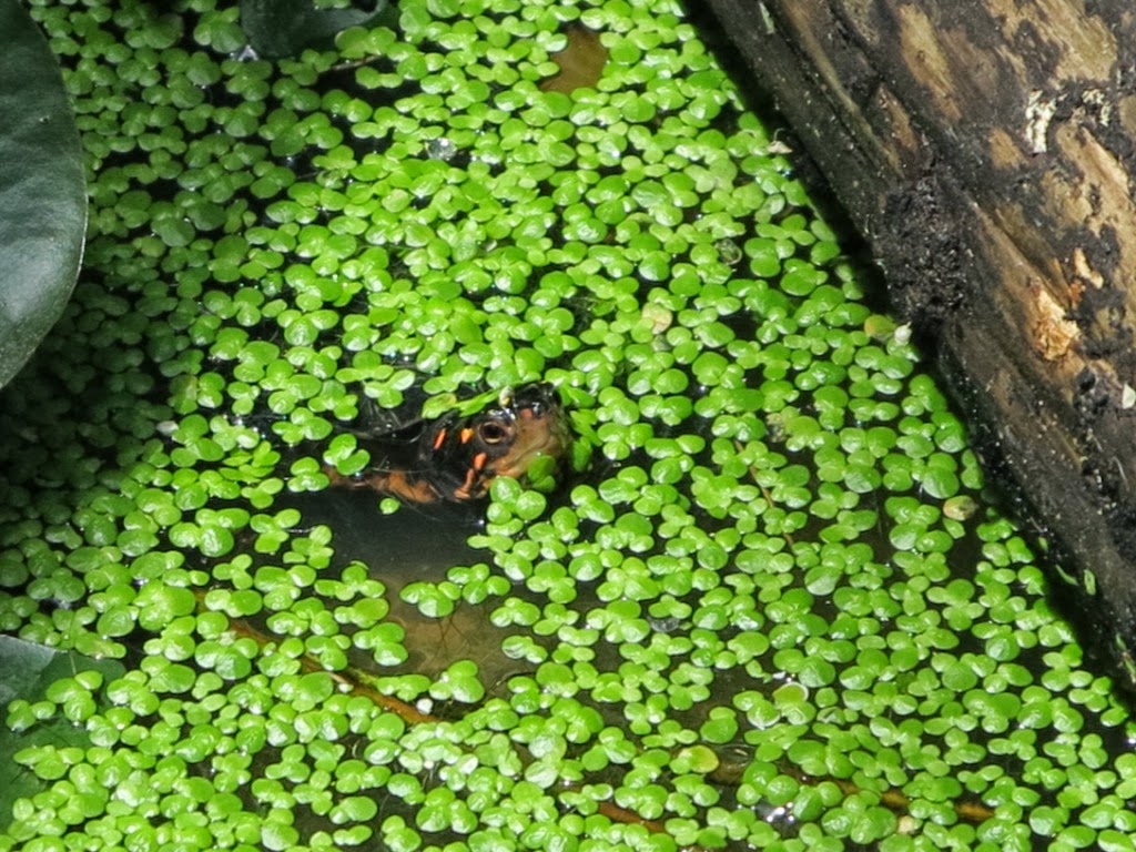 Clemmys guttata: la tortuga moteada: Por que tienen manchas