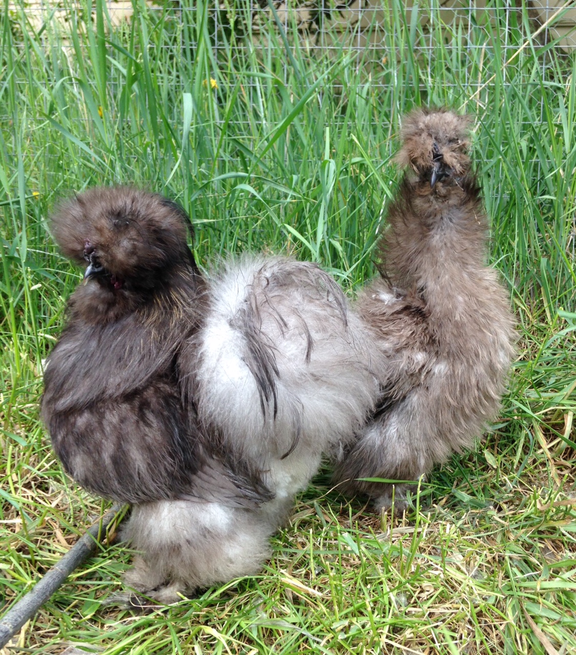 Frizzle Silkie Chicken