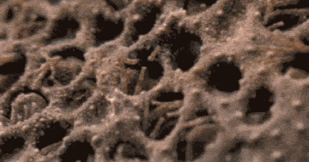 Baby Toads Born from Mom's Back | Supper blog