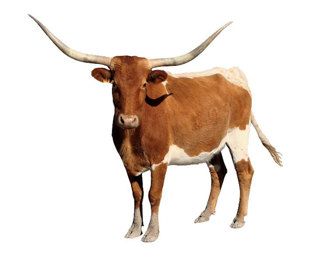 DIME WEB: CHRISTOPHER COLUMBUS SLAUGHTER - UN COLONNELLO RE DEI BOVINI ...