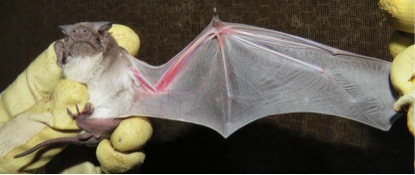 Diversity and Life: A view from the Holocene