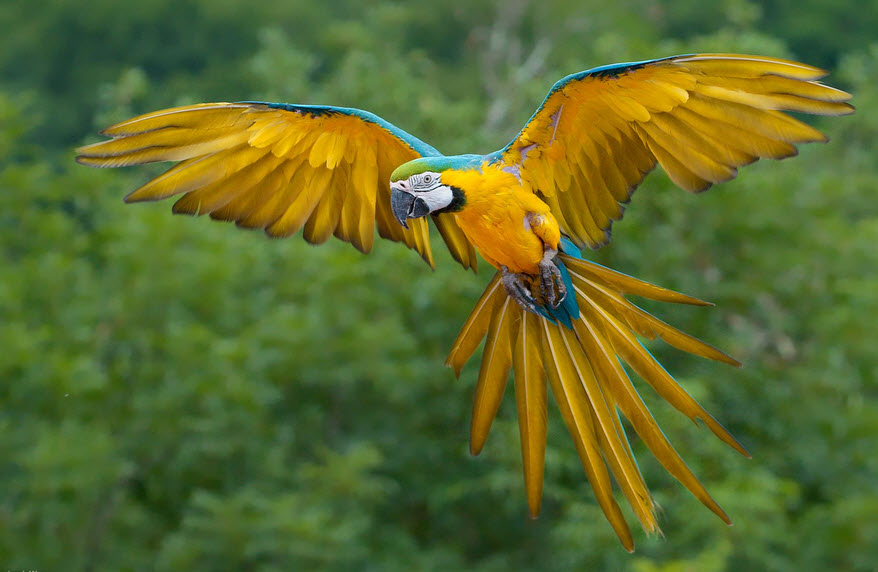 Macaw | The Biggest Animals Kingdom