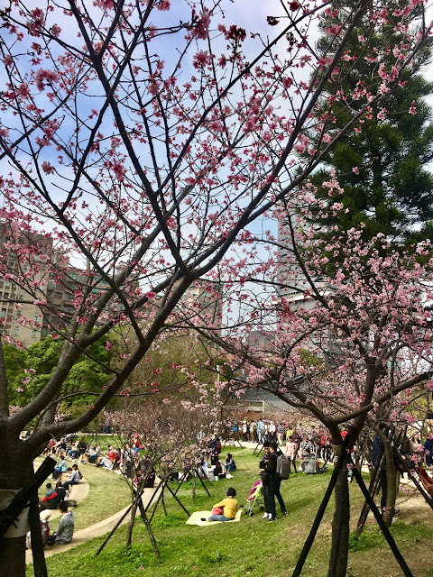 Visiting ShiBaJian Shan and Hsinchu Park's cherry blossom - My Life Abroad