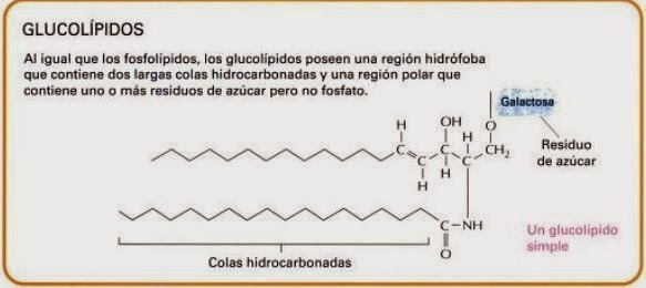 Biología Celular y Bioquimica. : febrero 2014