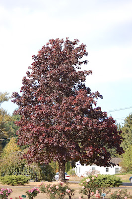 Exploring Beautiful Bellingham & Whatcom County: Cornwall Rose Garden ...