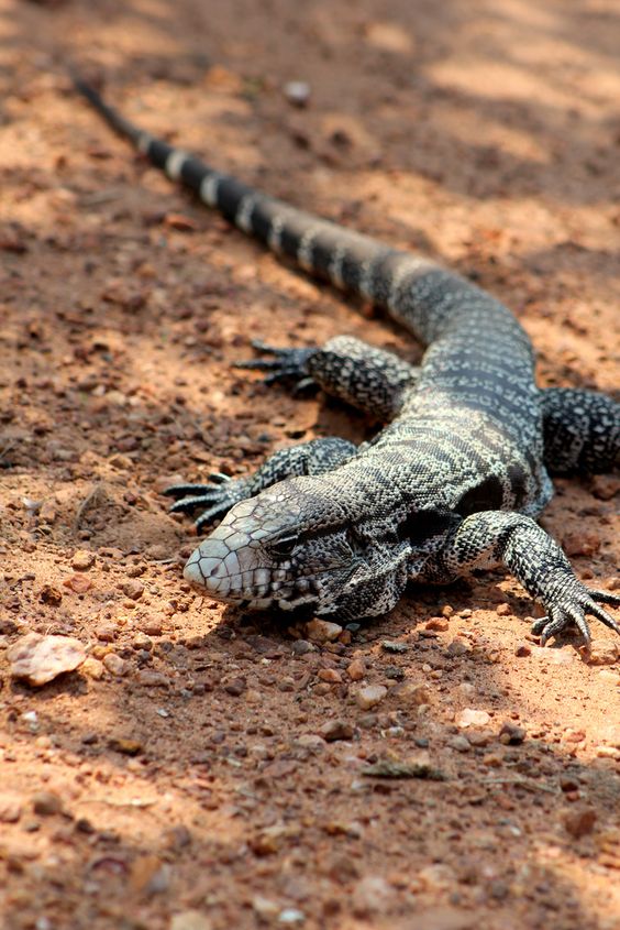 fauna e flora ameaçadas de extinção: TEIÚ