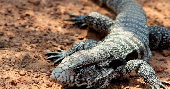 fauna e flora ameaçadas de extinção: TEIÚ