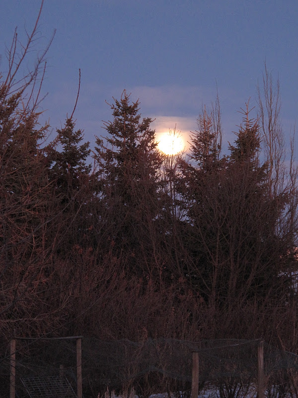 Grammilou's Garden: Longer Days, Shorter Nights