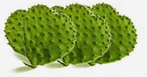 EL NOPAL Y SUS BENEFICIOS : CELULITIS Y MUCHO MAS