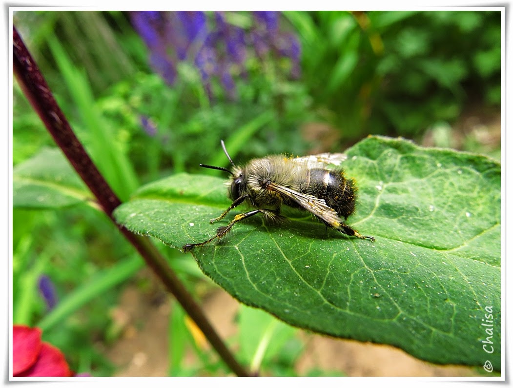 Chalisas Klostergärtchen: Sandbienen/Erdbienen
