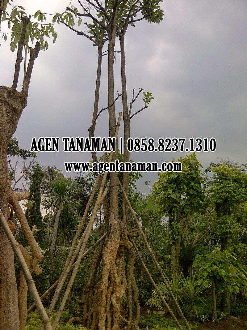 POHON PULAI | BONSAI POHON PULAI | JUAL POHON PELINDUNG ~ AGEN TANAMAN