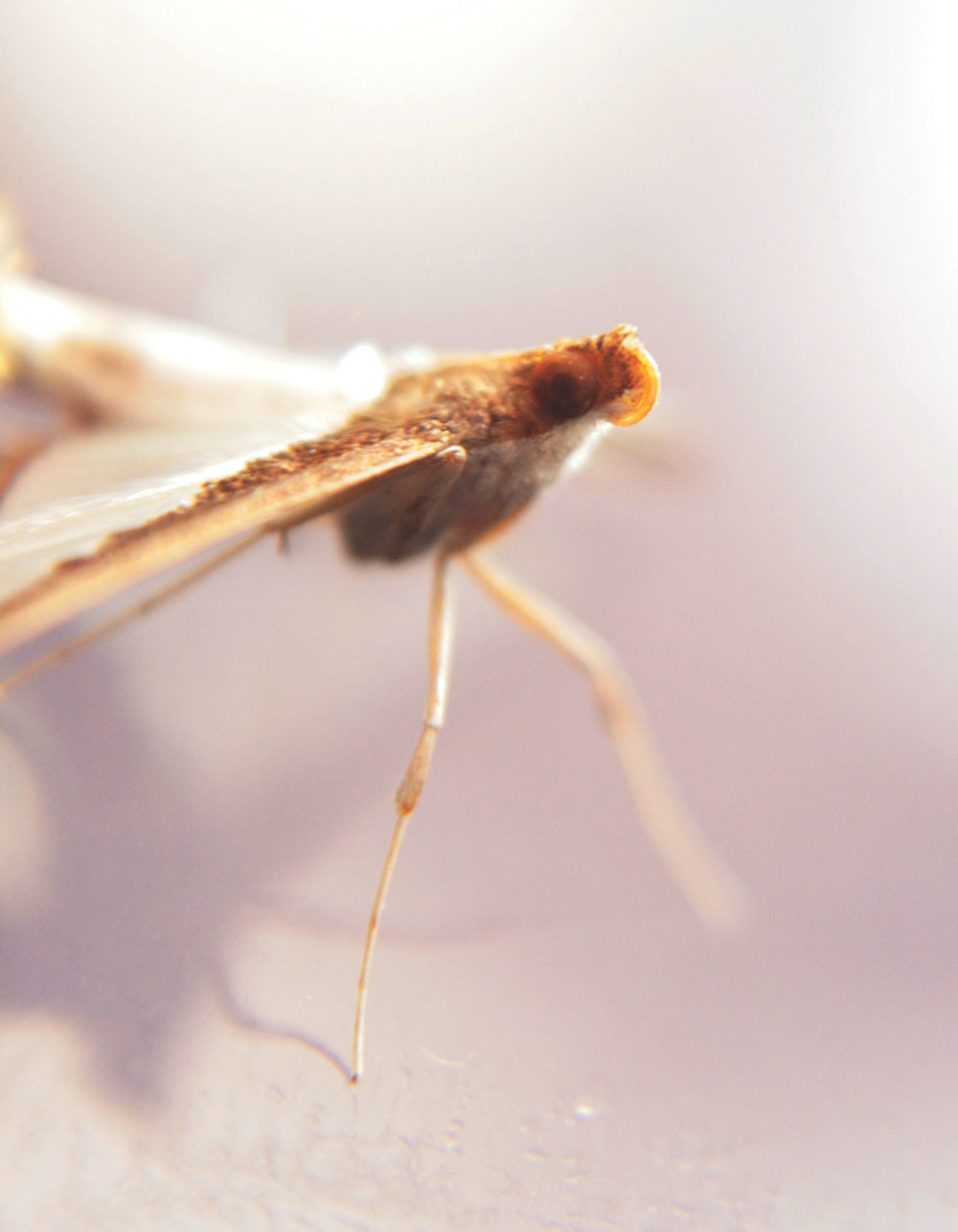 Philippines Cucumber Moth (Diaphania indica) - Public Communication