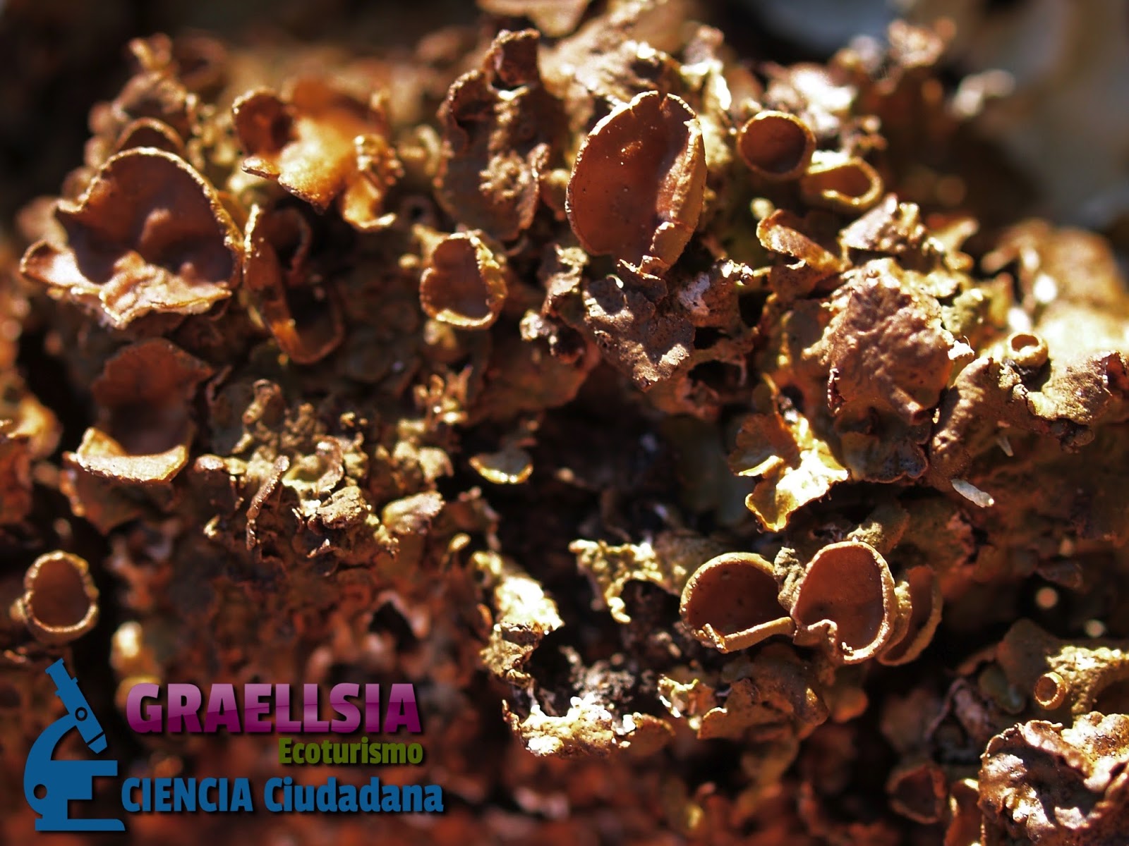 Cuaderno de Campo de Graellsia Ecoturismo: Taller de Líquenes (San ...