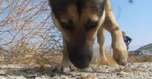 White Wolf : The heartwarming rescue of 2 stray dogs who loved each ...