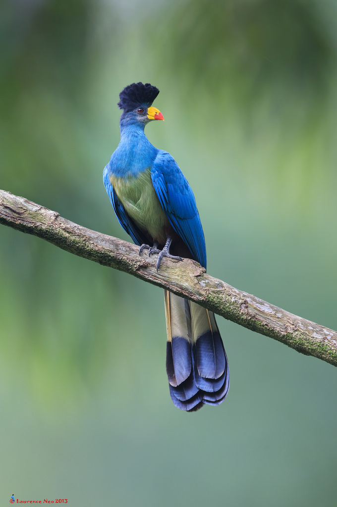 Biologia-Vida: Grande Turaco Azul: Uma Ave Majestosa! / Great Blue ...