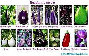 Growing Eggplant: How To Plant, Harvest and Care