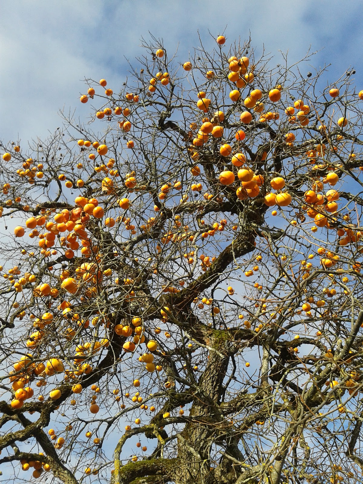 Mortons Abroad : 2012/13 and beyond: December 2012