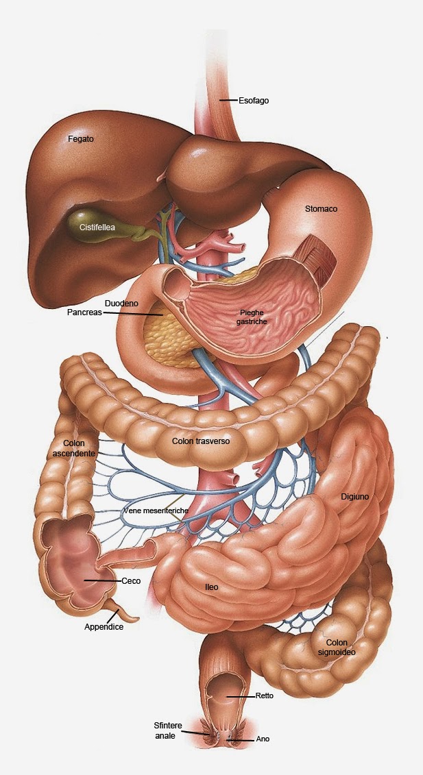 futuri chef: L'APPARATO DIGERENTE