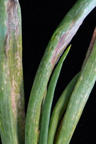 El Huerto de Jose Antonio: Enfermedad del Mildiu.