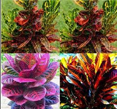 Cara Mudah Merawat Bunga Puring tetap Cantik - Rumah Daun Muda