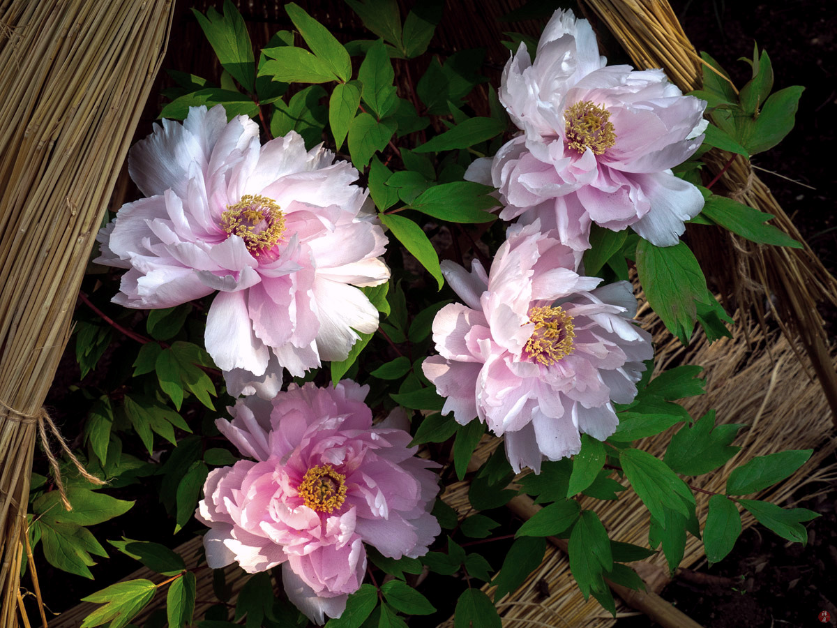FROM THE GARDEN OF ZEN: Winter peony flowers: Tsurugaoka-hachimangu