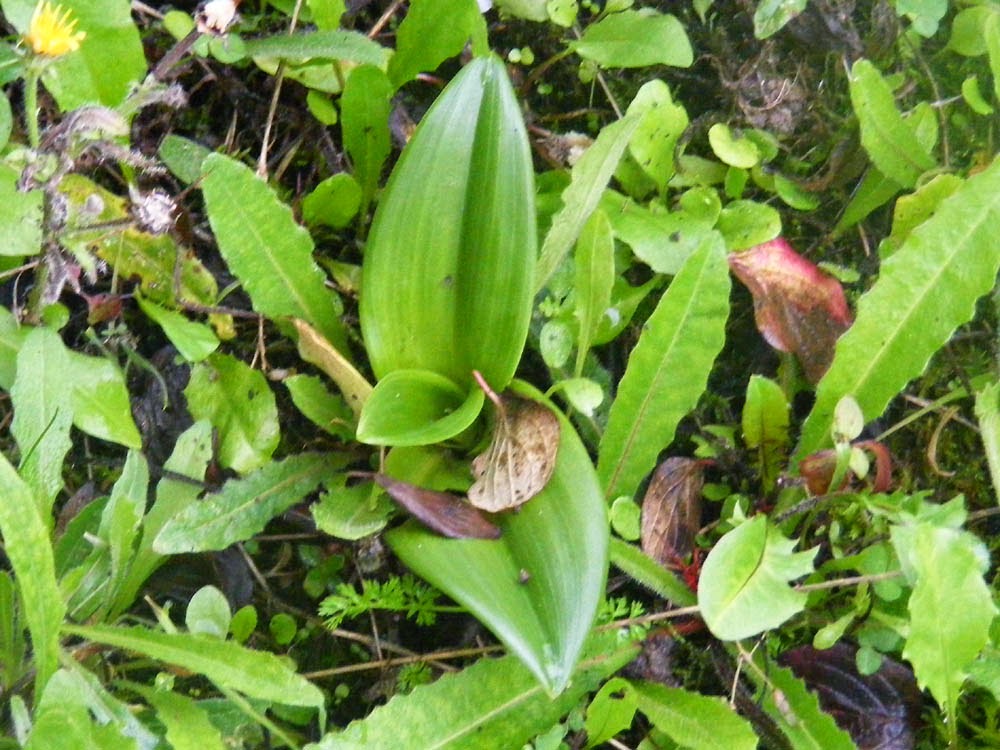 Loire Valley Nature: Himantoglossum hircinum - Lizard Orchid