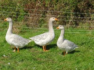 Breed Savers: Steinbacher Geese