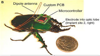 The Cellular Scale: Remote-controlled cyborg insects